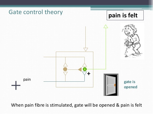 Gate Control Theory Pain Perception