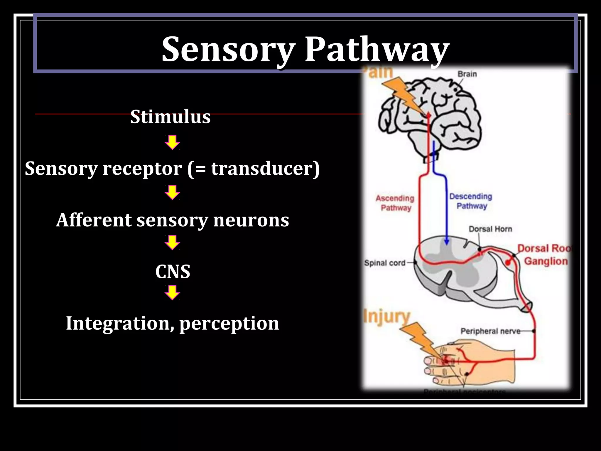 PHYSIOLOGY OF PAIN SENSATION | PPT