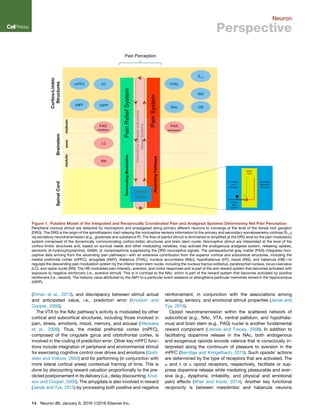 Common Brain Mechanisms Between Pain & Addiction | PDF