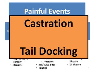 Pain Management | PPTX