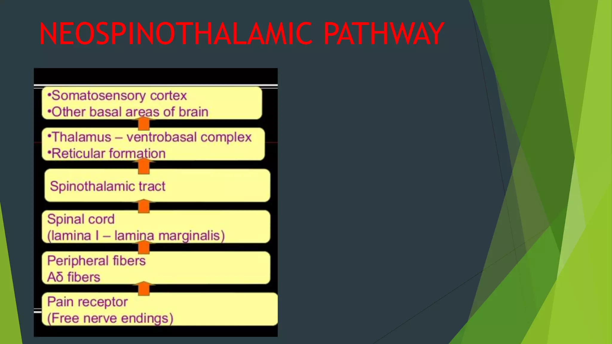 Pain definition, pathway,analgesic pathway, types of pain | PPTX