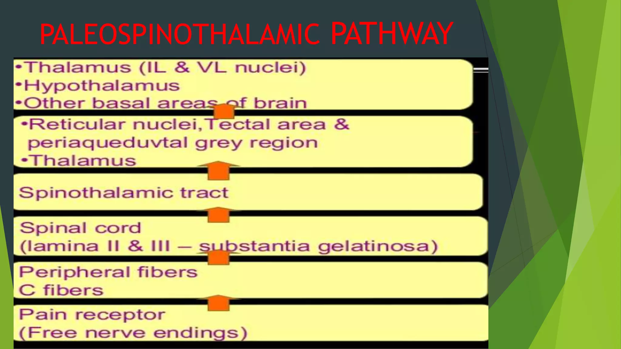 Pain definition, pathway,analgesic pathway, types of pain | PPTX