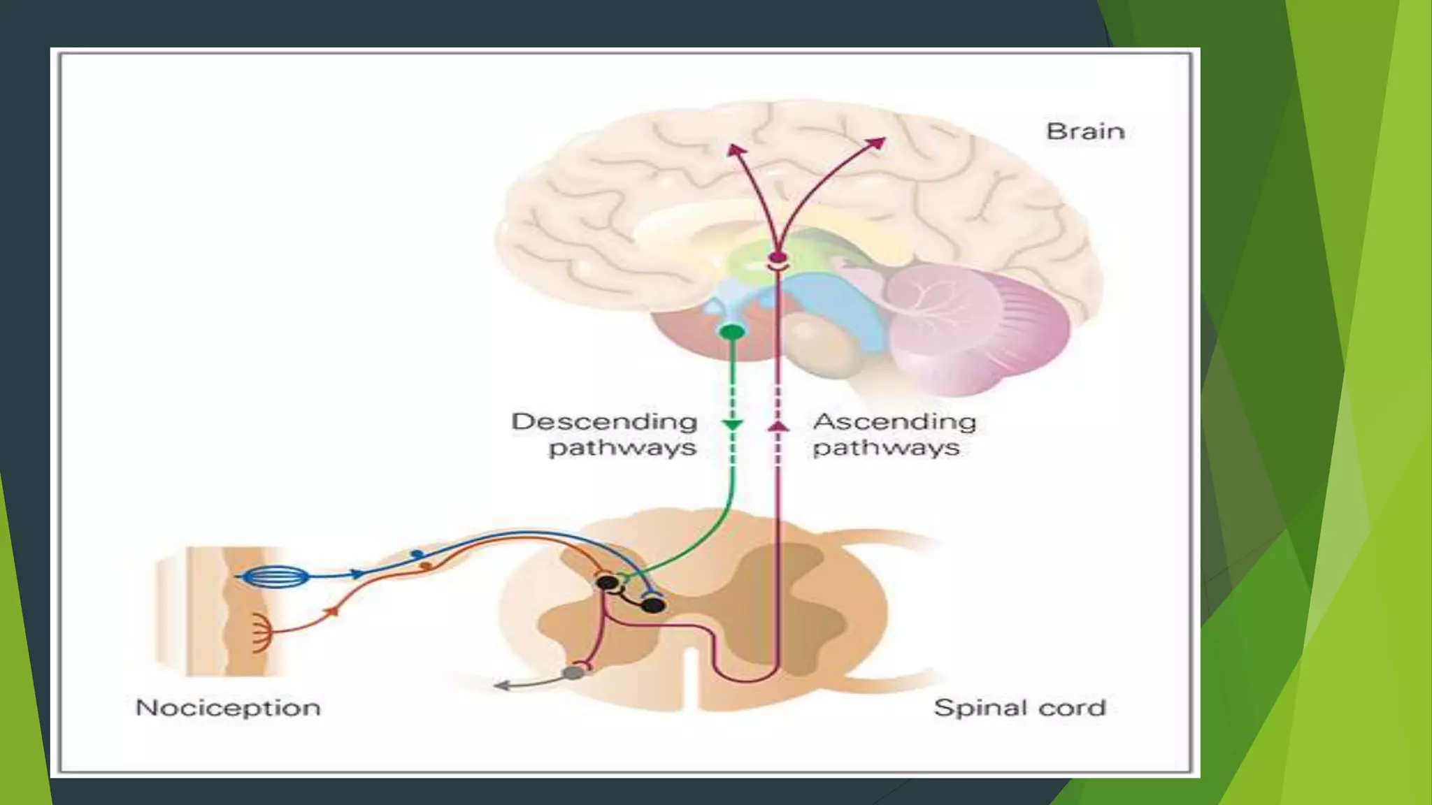 Pain definition, pathway,analgesic pathway, types of pain | PPTX