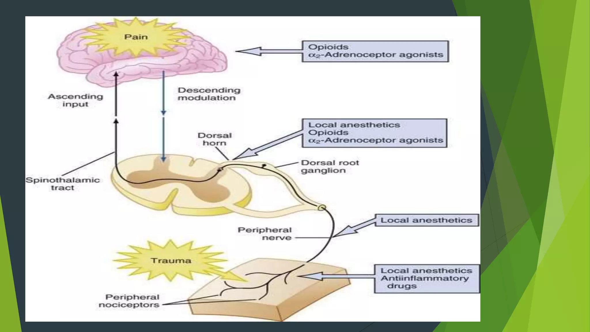 Pain definition, pathway,analgesic pathway, types of pain | PPTX