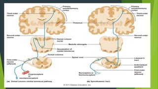 Pain definition, pathway,analgesic pathway, types of pain | PPTX