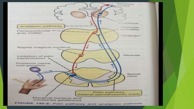 Pain definition, pathway,analgesic pathway, types of pain | PPTX