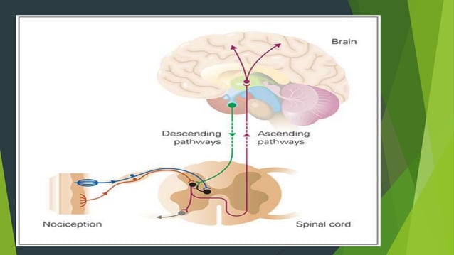 Pain definition, pathway,analgesic pathway, types of pain | PPTX