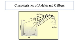 PAIN pathways and control systems.pptx