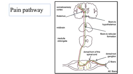 PAIN pathways and control systems.pptx