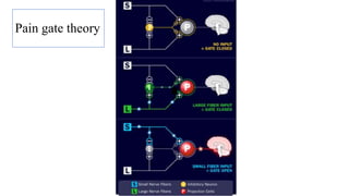 PAIN pathways and control systems.pptx