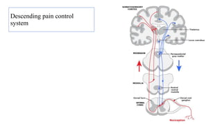 PAIN pathways and control systems.pptx
