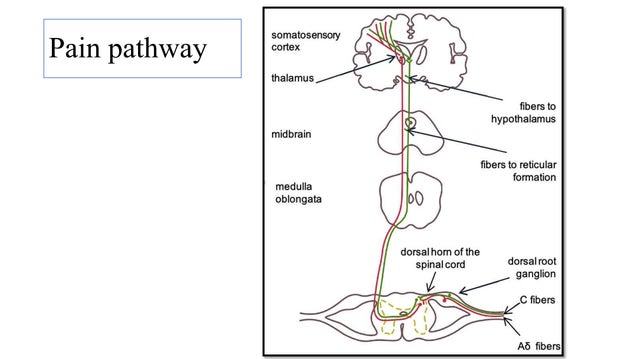 PAIN pathways and control systems.pptx