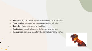 Pain, nociception and pathways of pain transmission | PPTX