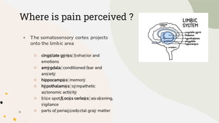 Pain, nociception and pathways of pain transmission | PPTX