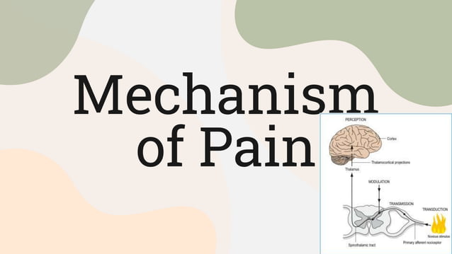 Pain, nociception and pathways of pain transmission | PPTX | Brain and ...
