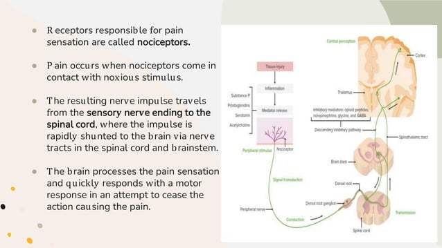 Pain, nociception and pathways of pain transmission | PPTX | Brain and ...