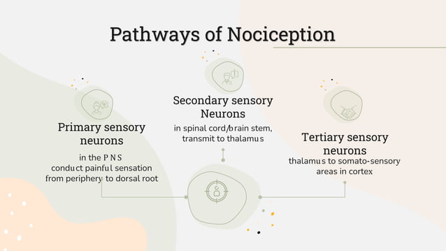Pain, nociception and pathways of pain transmission | PPTX | Brain and ...