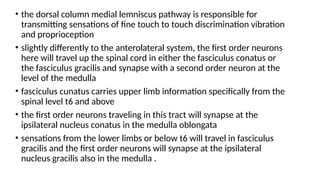 spinothalamic tract, the anatomy pathway of pain.pptx