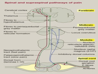 Pain pathway and Physiology- a short description | PPT