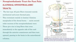 Pain: Definition, Gate theory and its pathways | PPTX