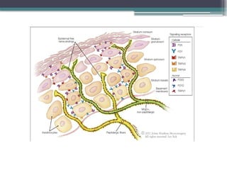 Types of pain and pain management principles | PPTX