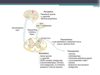 Types of pain and pain management principles | PPTX