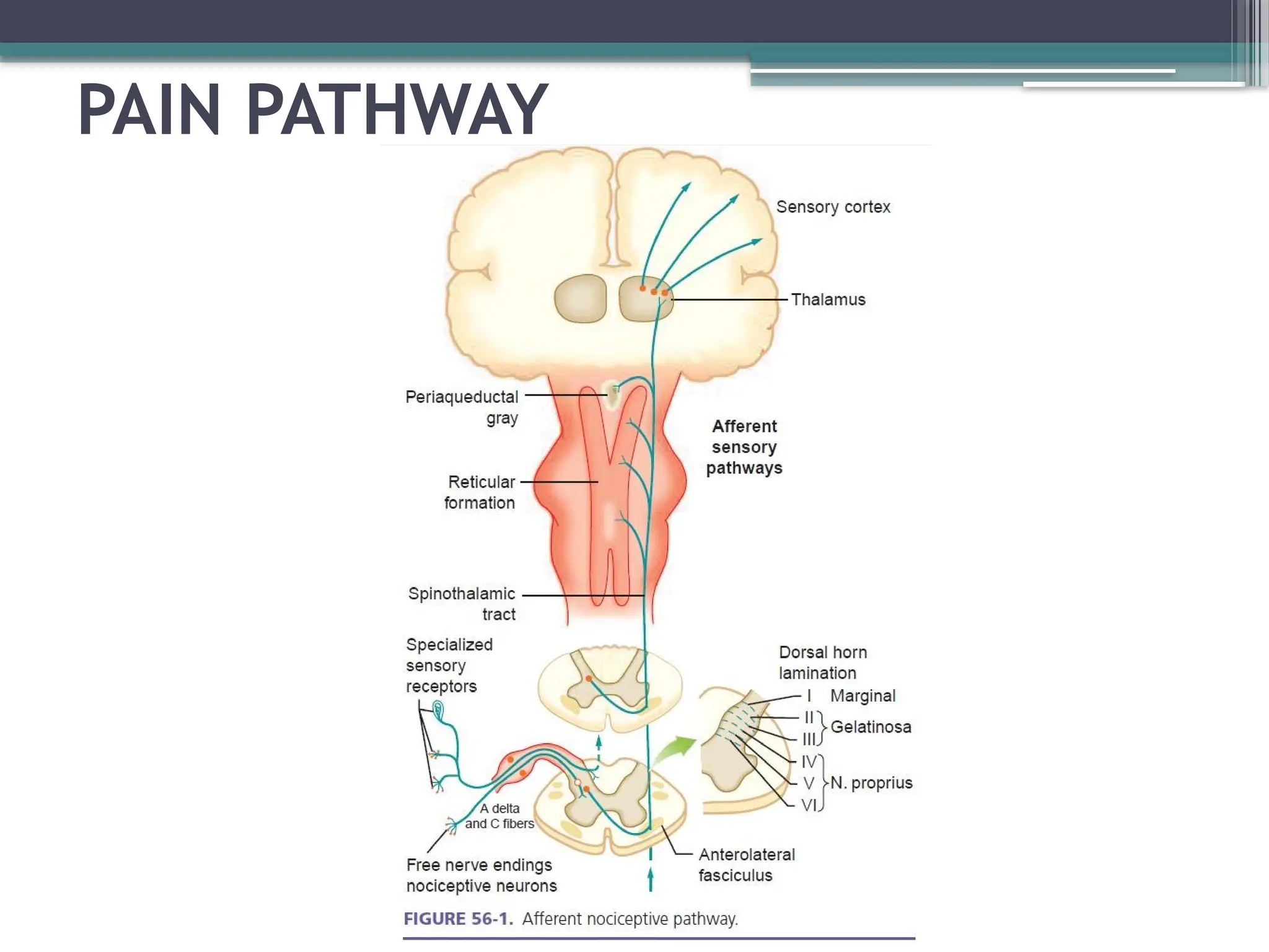 Pain -types and modalities and principles of pain management | PPTX