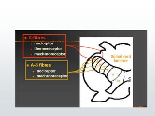 An overview on Pain Management in Anesthesiology | PPTX