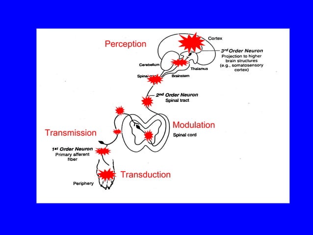 Pain physiology and treatment | PPT