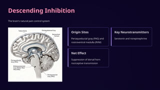 Pain Pathway, Sensitization & Classification of Pain: A Mechanism-Based ...