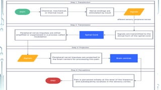 Pain-Types, pathway, theories & modulation.pptx