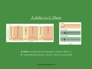 Pain & analgesia | PPT