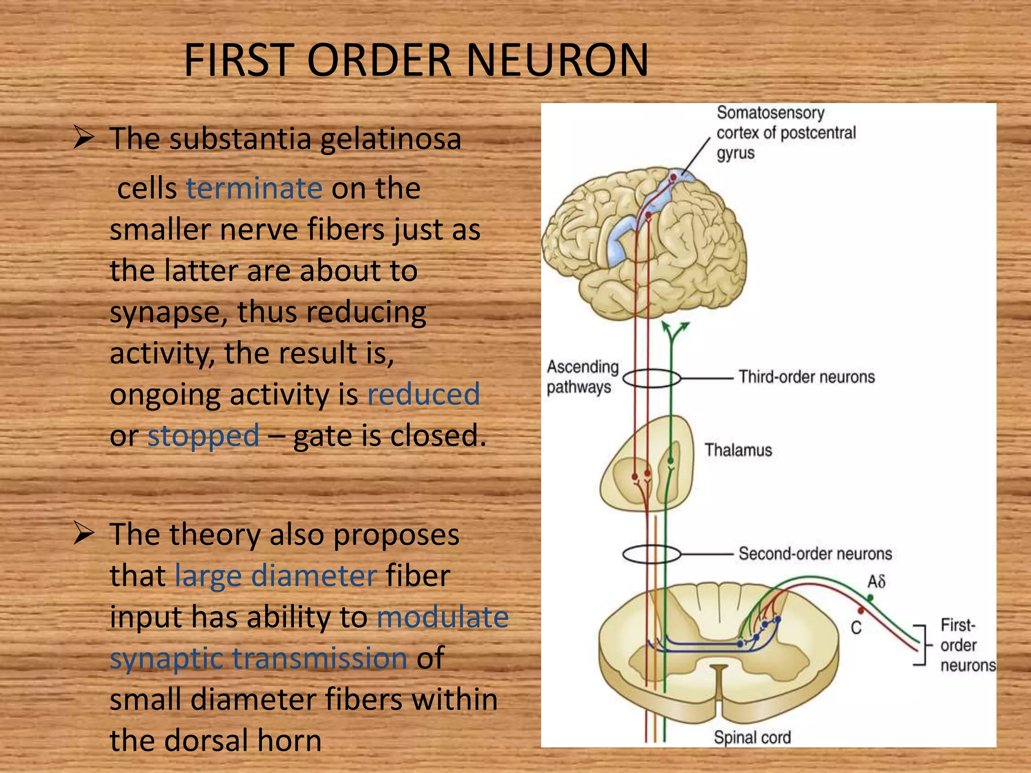Pain and its pathway | PPTX