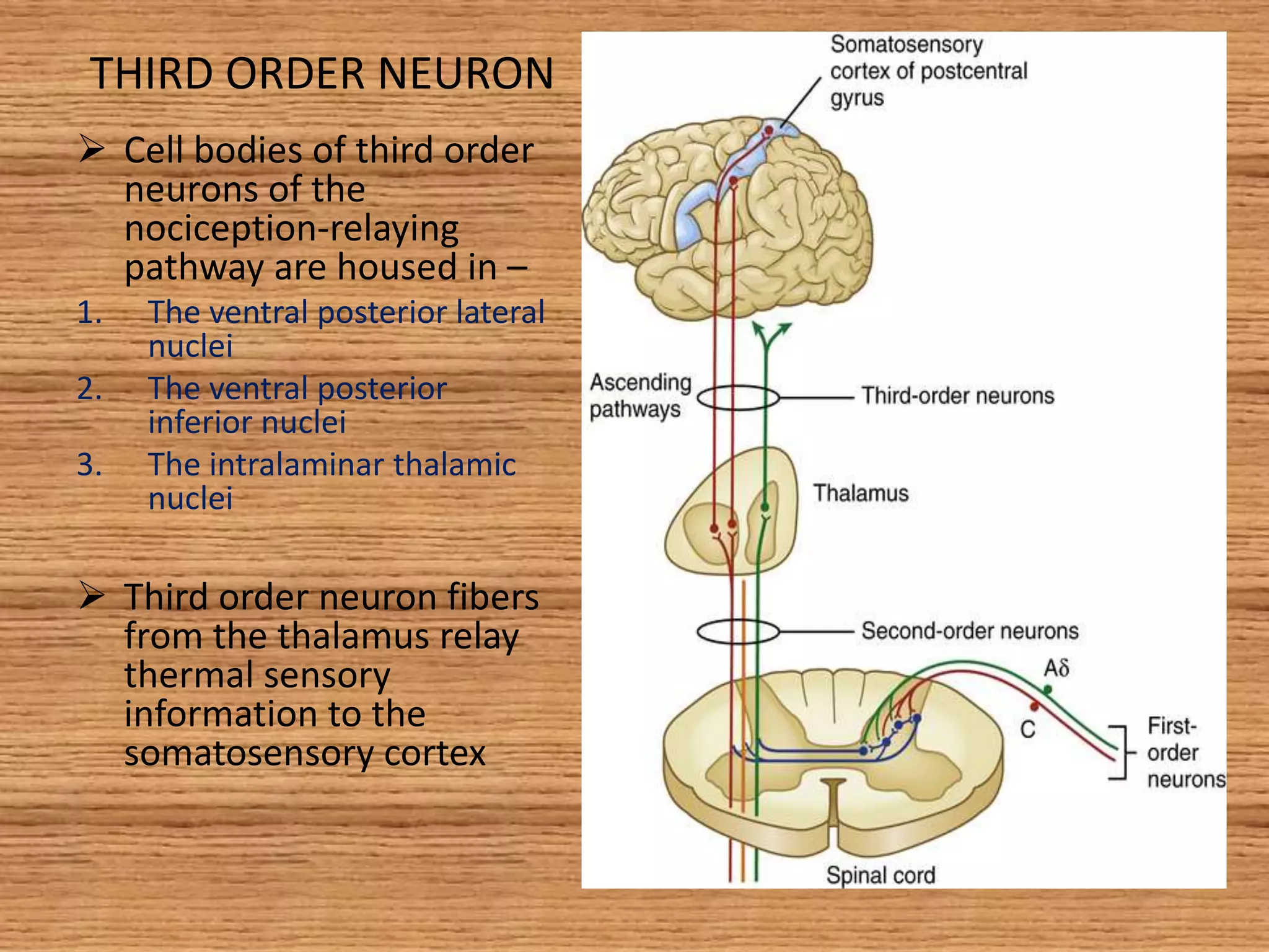 Pain and its pathway | PPTX