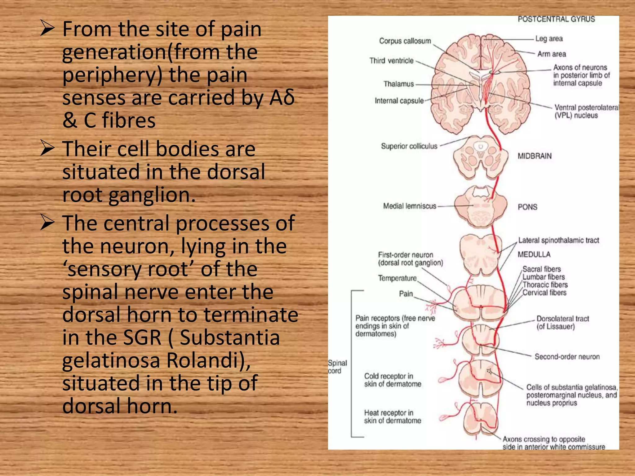 Pain and its pathway | PPTX