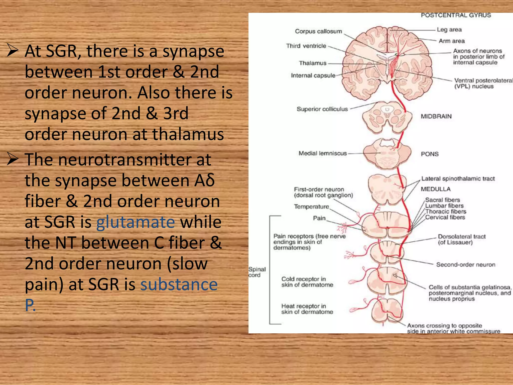 Pain and its pathway | PPTX