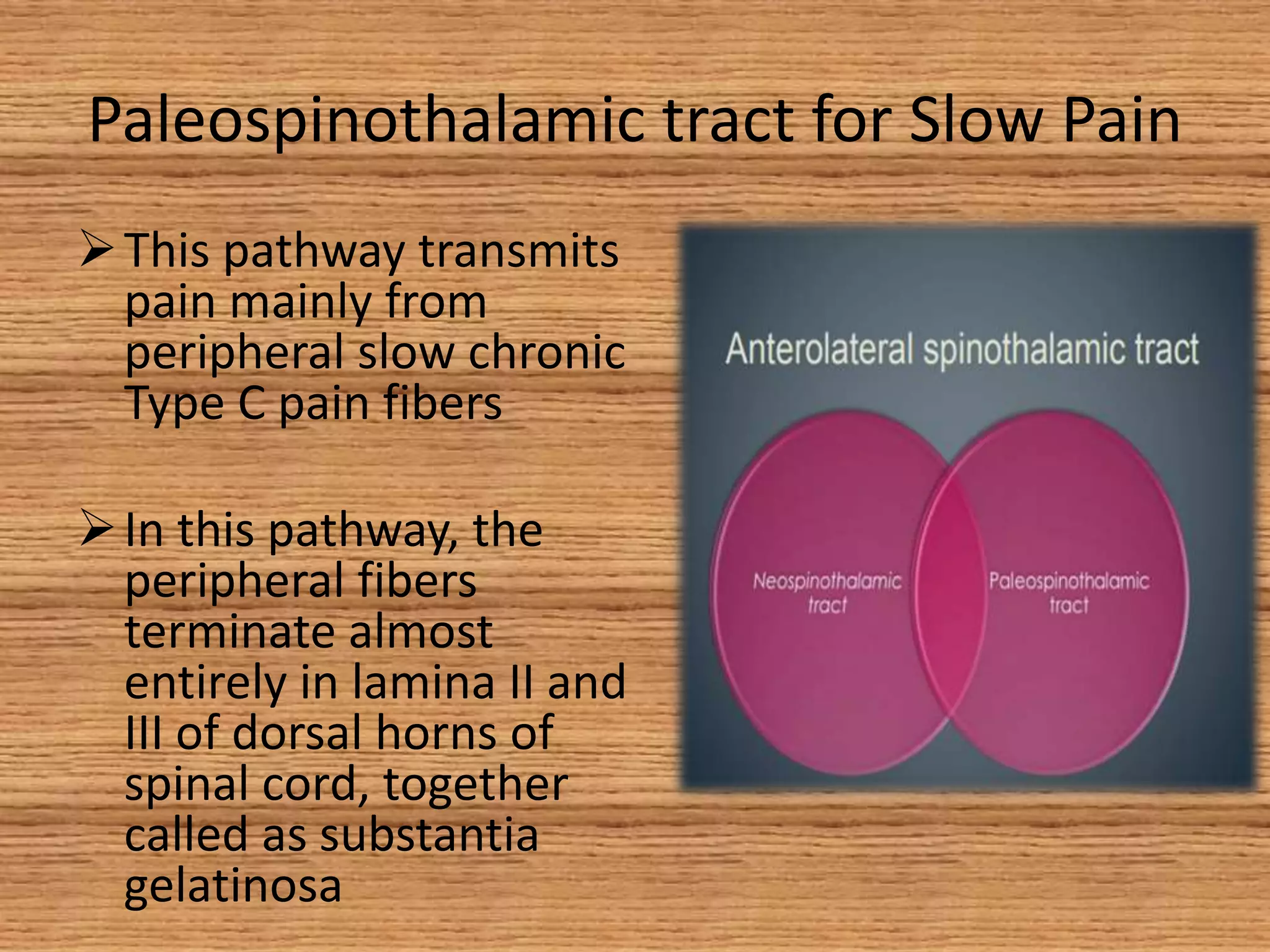 Pain and its pathway | PPTX | Brain and Nervous System Disorders ...