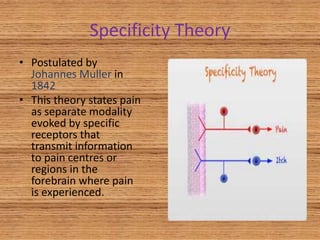Pain and its pathway | PPTX