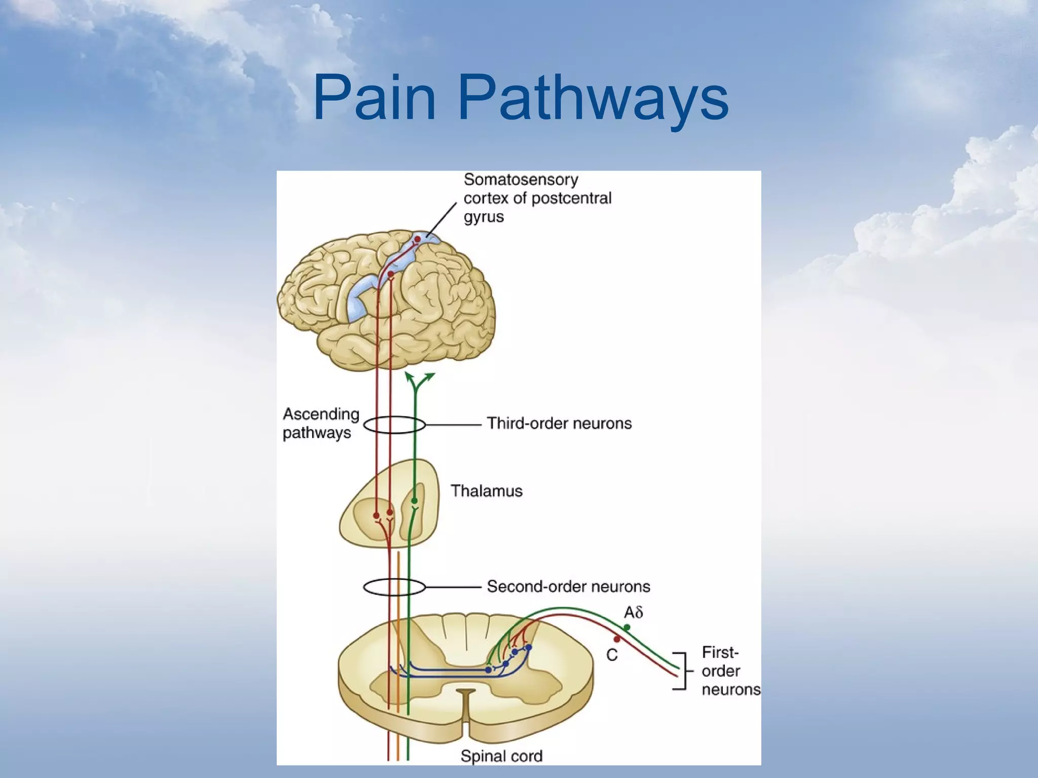 Pain and its pathways | PPT