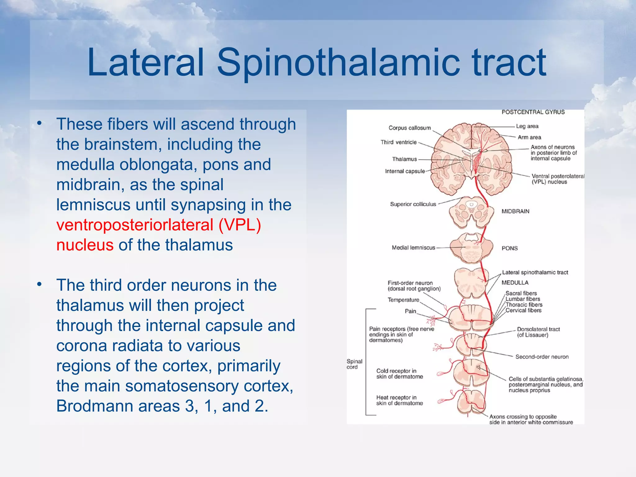 Pain and its pathways | PPT