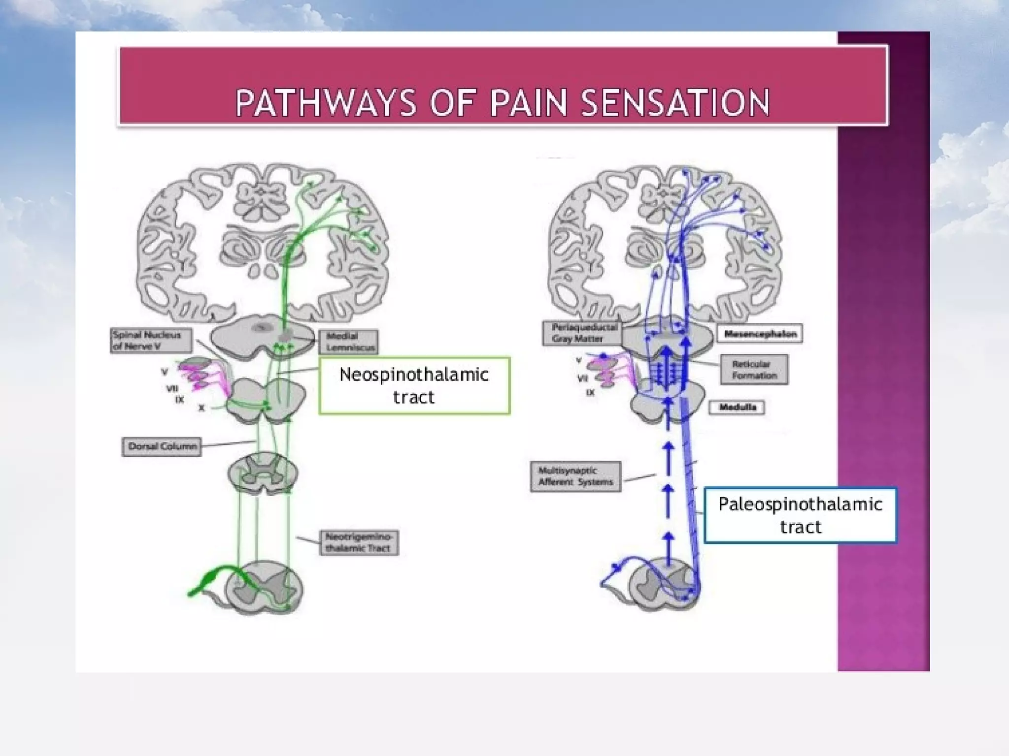 Pain and its pathways | PPT
