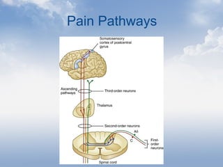 Pain and its pathways | PPT