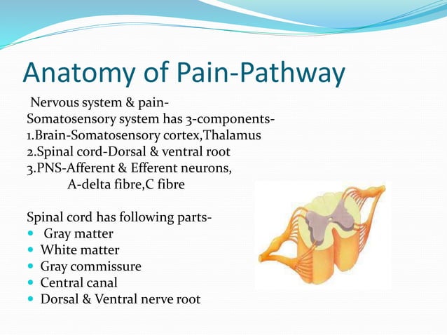 PAIN AND PAIN-PATHWAY.pptx