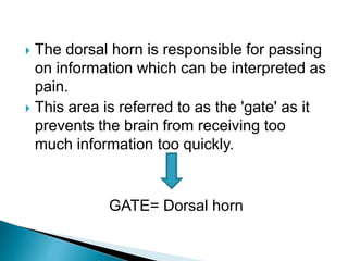 pain and pain gate theory.pptx