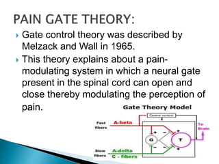 Gate Control Theory Melzack And Wall 1965