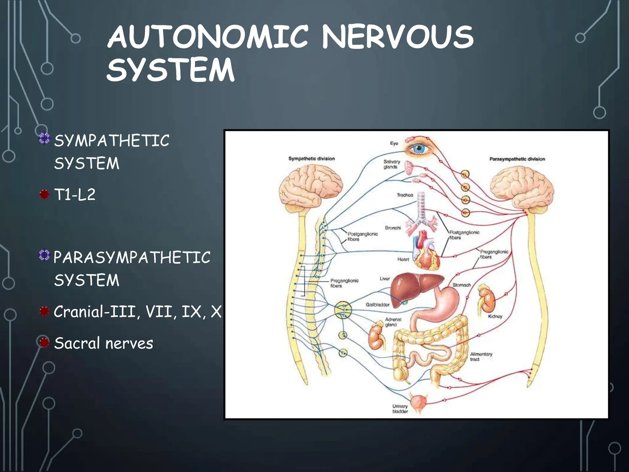 seminar presentation of pain and pain pathways | PPT