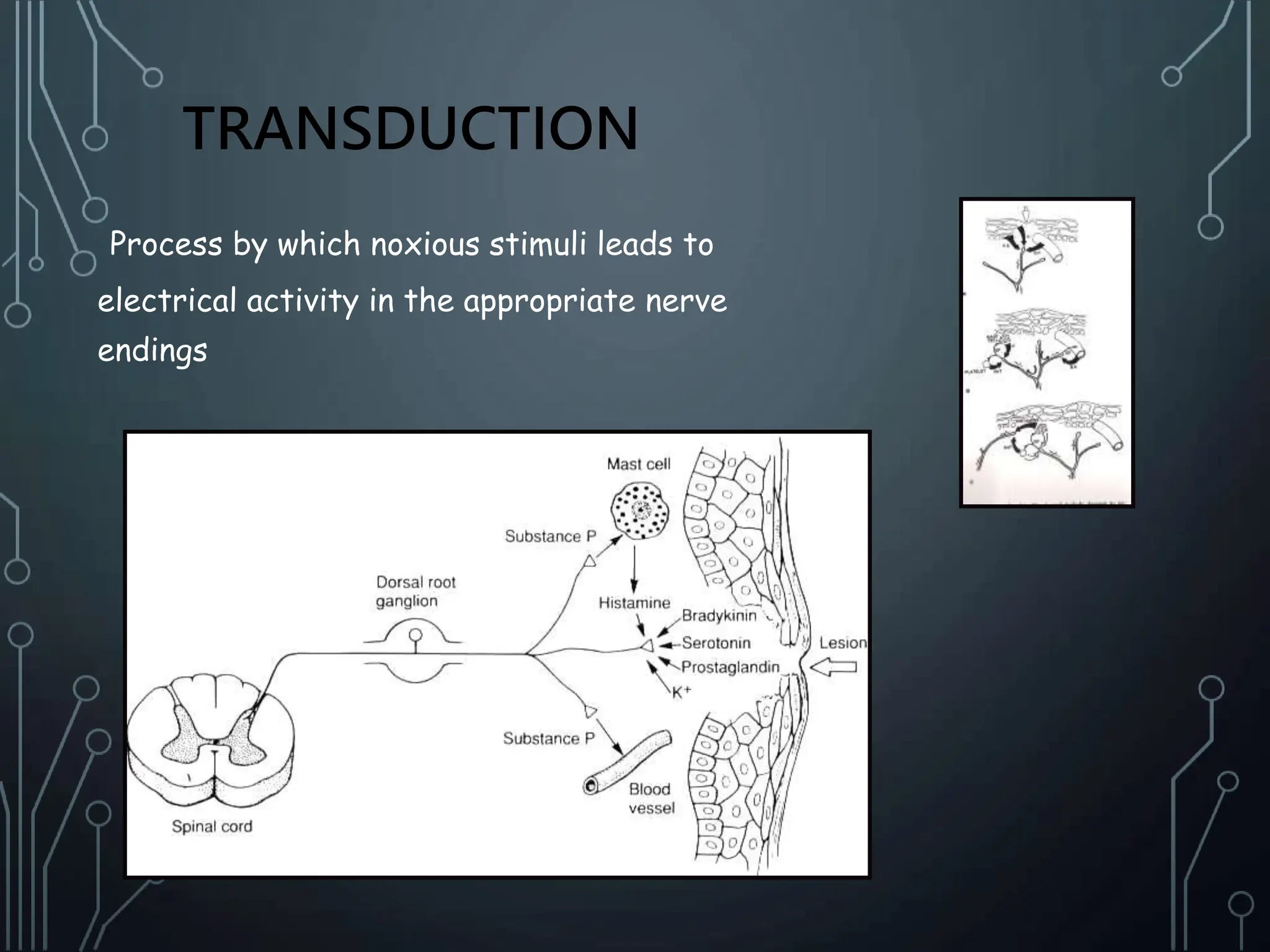 seminar presentation of pain and pain pathways | PPT