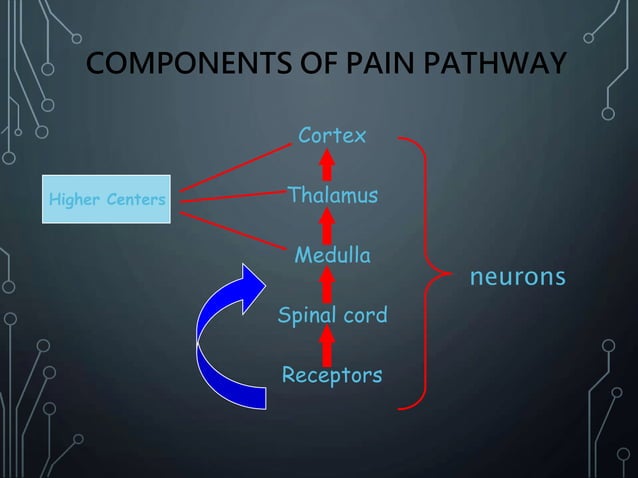 seminar presentation of pain and pain pathways | PPT