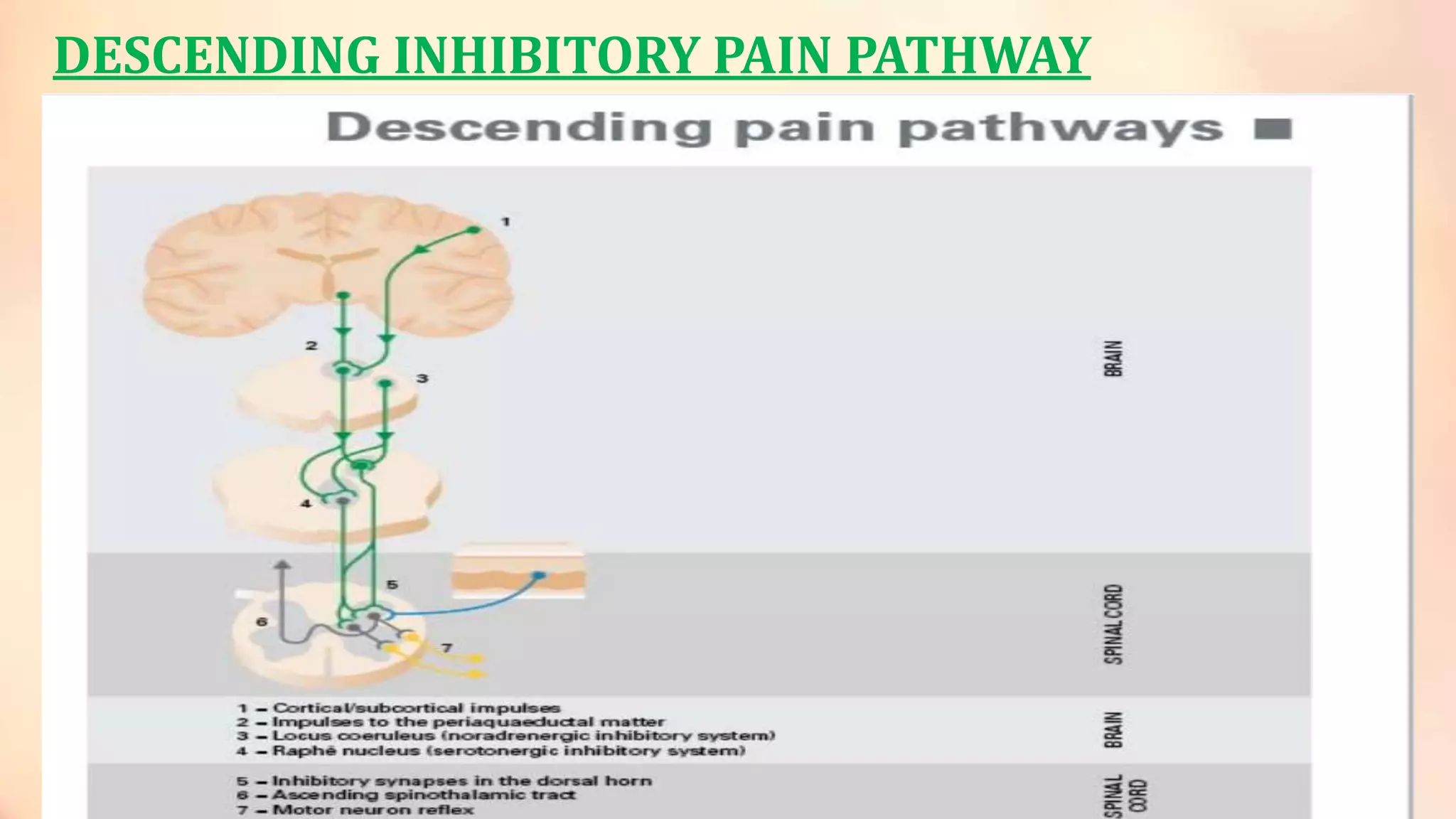 Pain and pain pathways final | PPTX | Brain and Nervous System ...