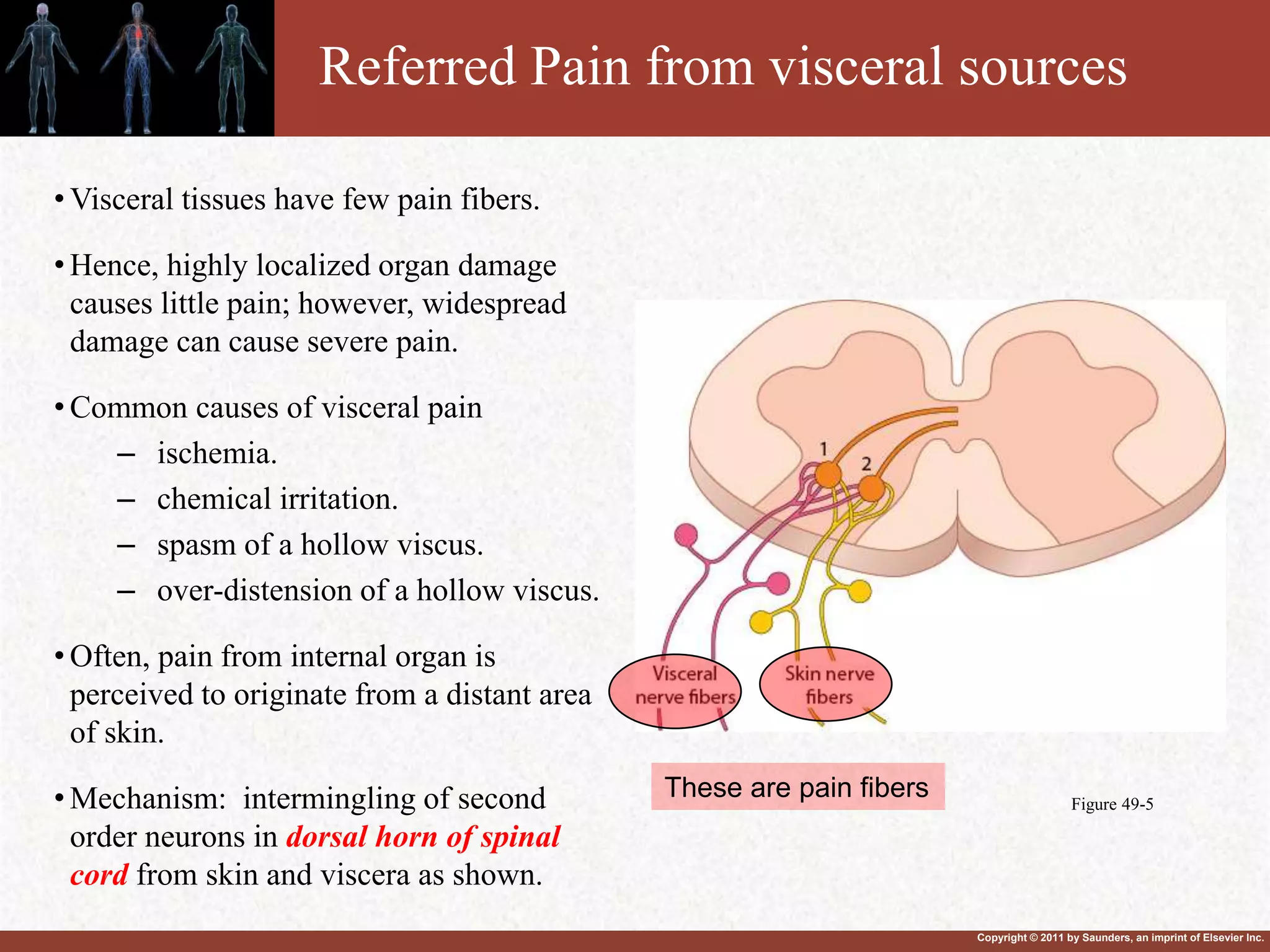 Pain and thermal sensations | PPT